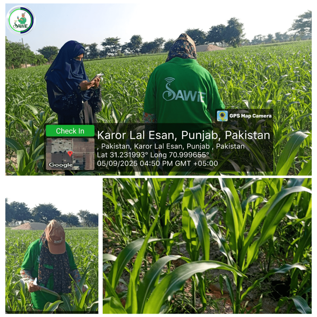 Pest Scouting in Maize Fields - SAWiE Ecosystem