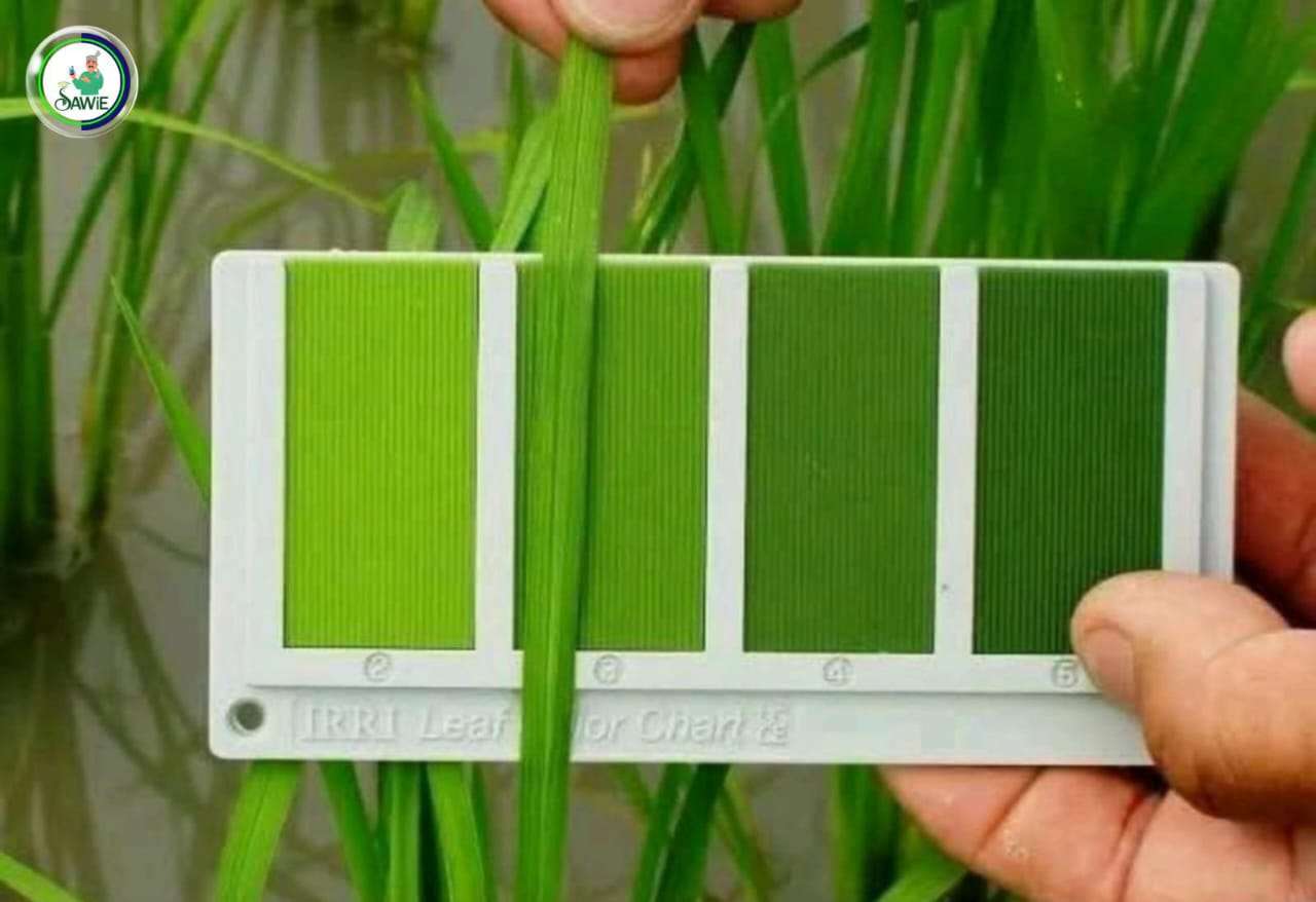 Leaf Color Chart (LCC): A Simple Guide to Nitrogen Management in Rice ...